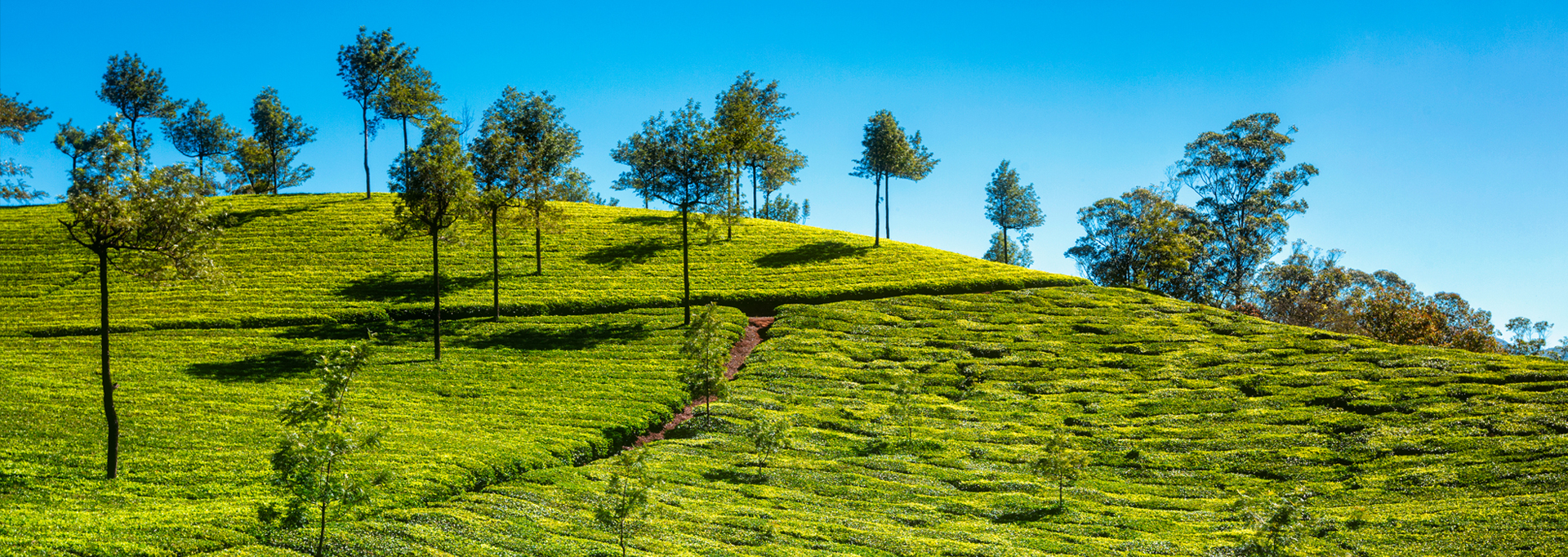 Tourist places in Munnar - Our Munnar Trip